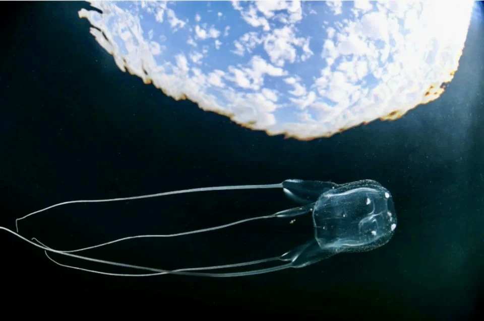 Kanak-kanak Russia maut disengat obor-obor kotak di Langkawi, spesies ...